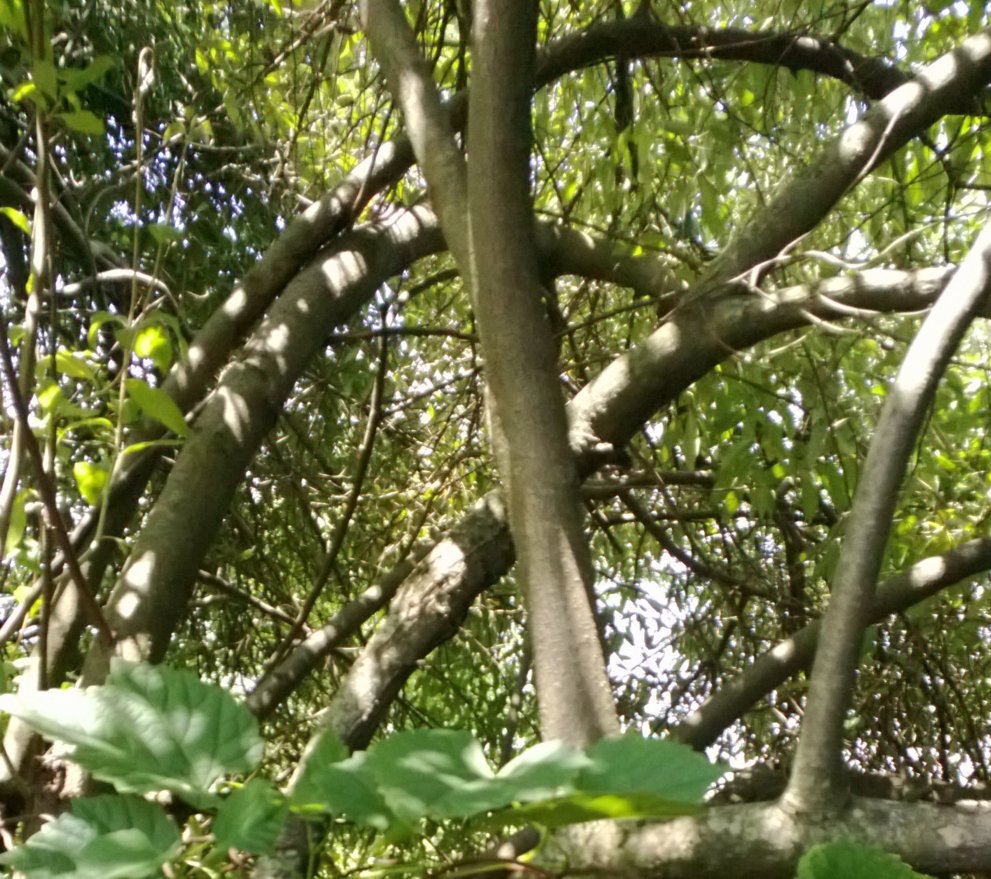 Aspen Wandmaker – A Worldwalker's Guide to the Multiverse