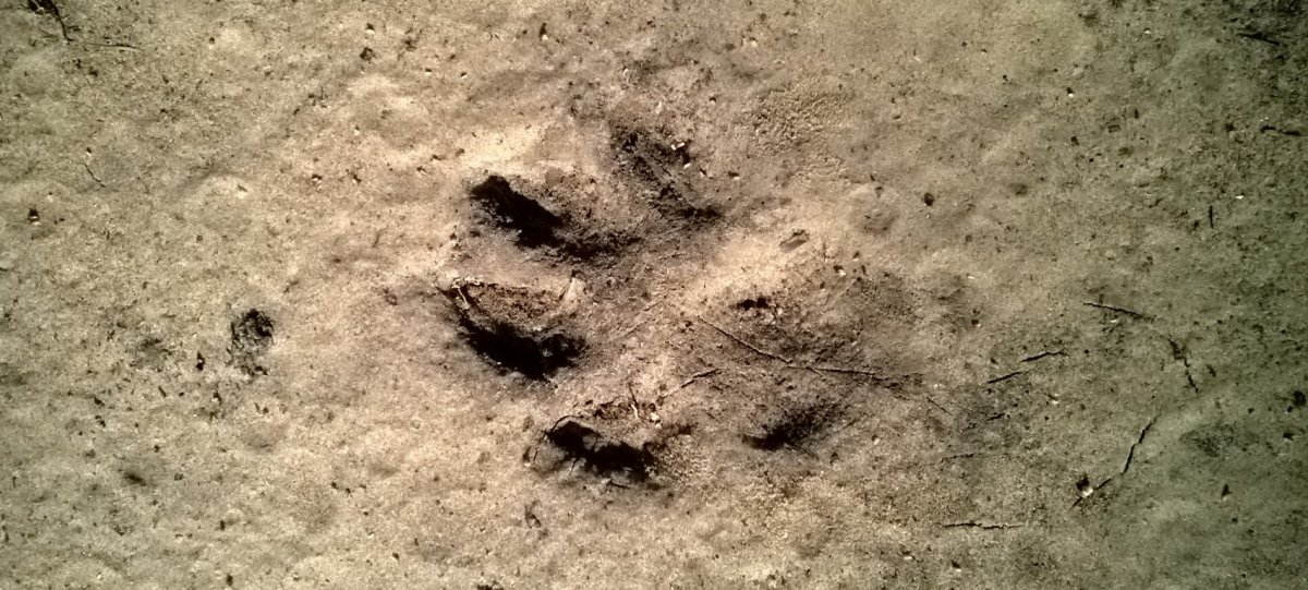 The Shape-Shifters of Erde – A Worldwalker's Guide to the Multiverse