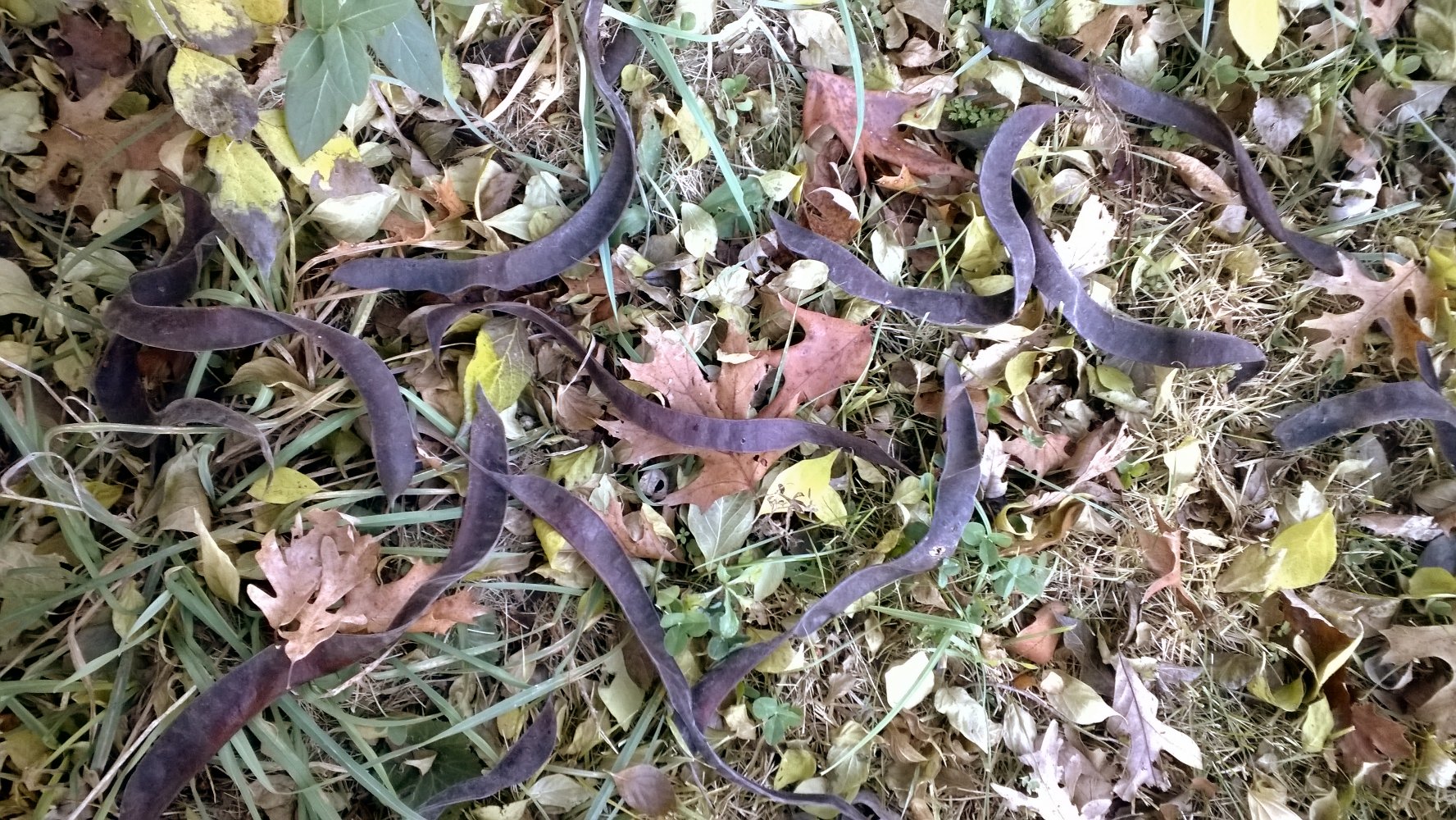 Black Locust Worm – A Worldwalker's Guide to the Multiverse